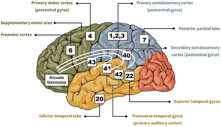 From Brain Maps to Clear Speech: How MERFISH Is Creating a Smarter ...